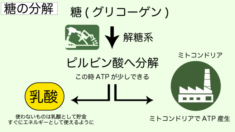 LT強化は閾値走だけじゃない。LTの本当の理解。 - YukiYamada 【ランニング食堂@まるお製作所RC】